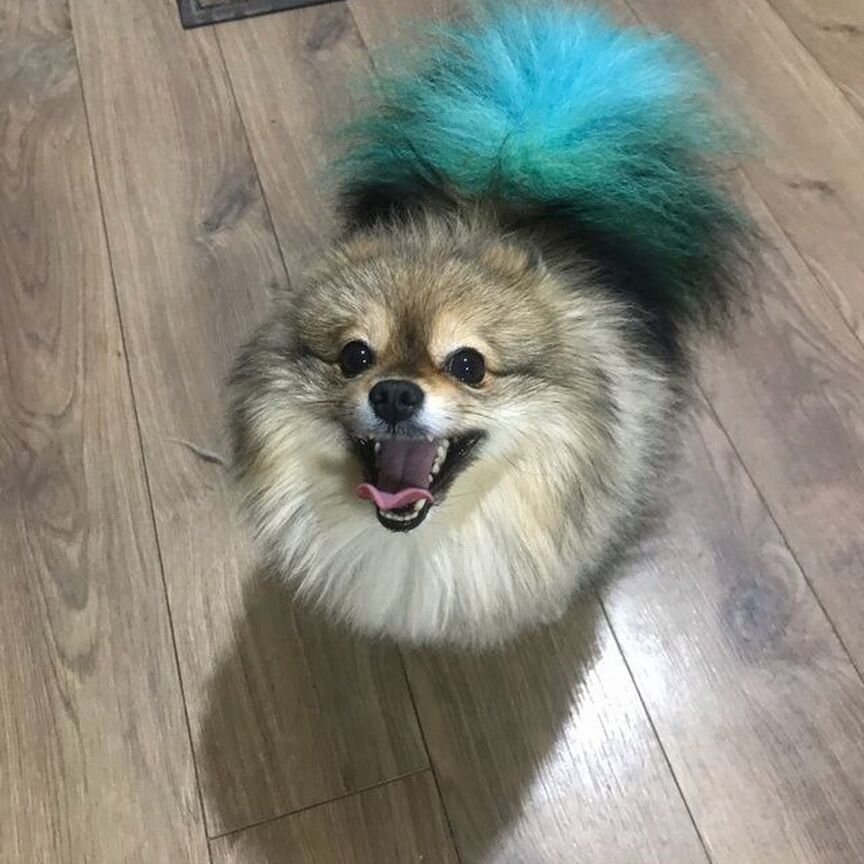 Найдена собака шпиц