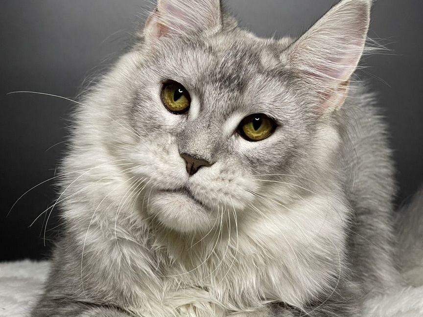 Котенок мейн-кун серебро