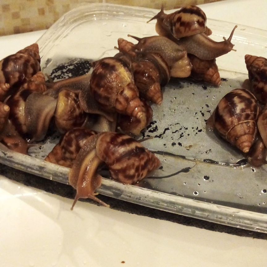 Ахатина фулика стандарт