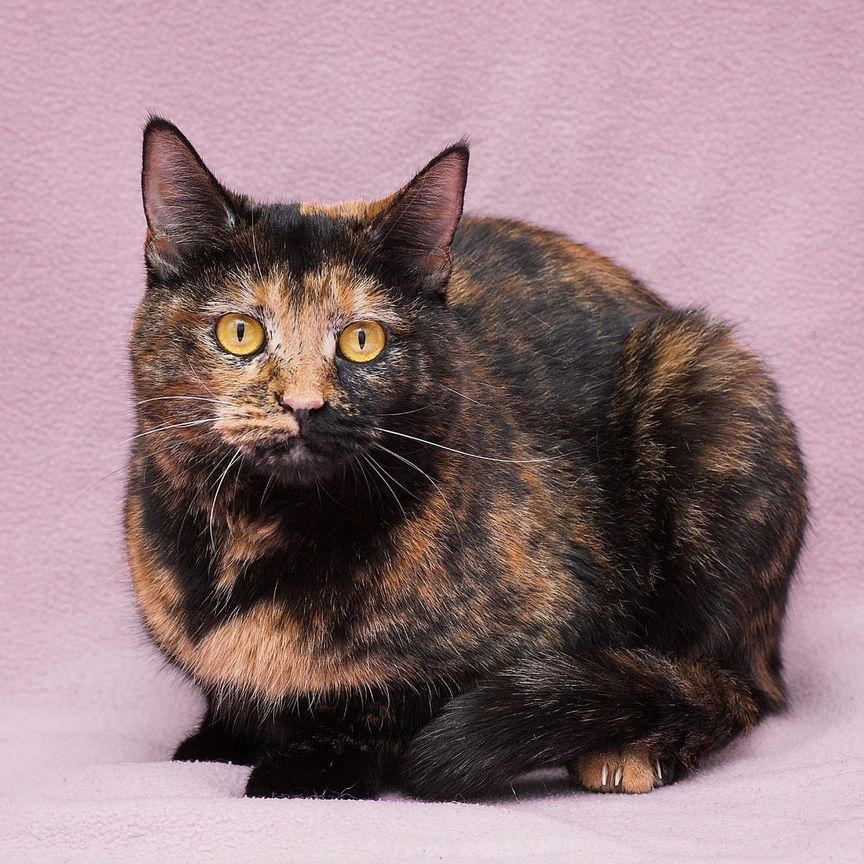 Нюсю никто не замечает