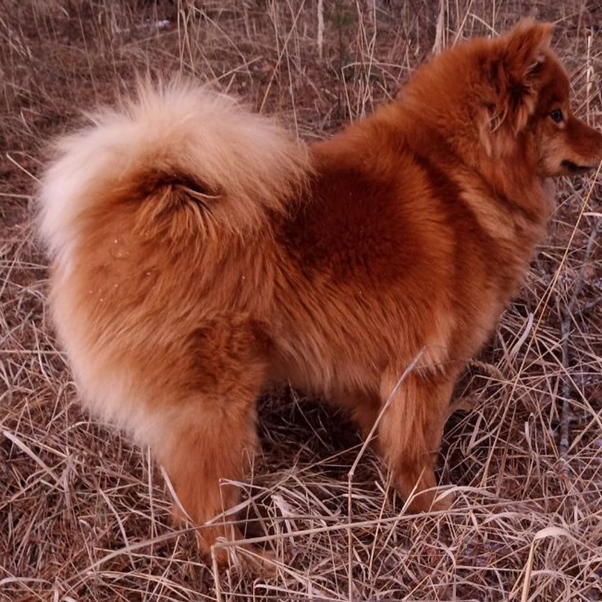 Вязка. Карело-Финская лайка