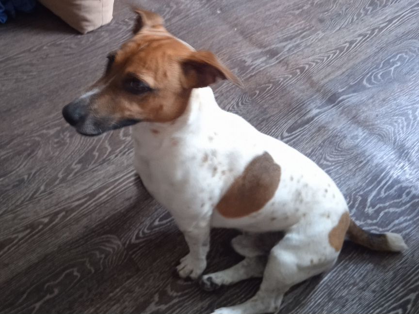 Вязка джек рассел терьер