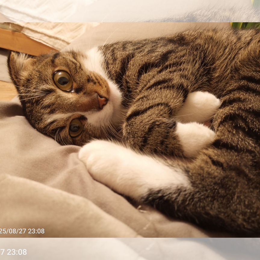 Коту нужен дом