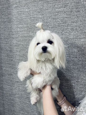 Мальтезе вязка