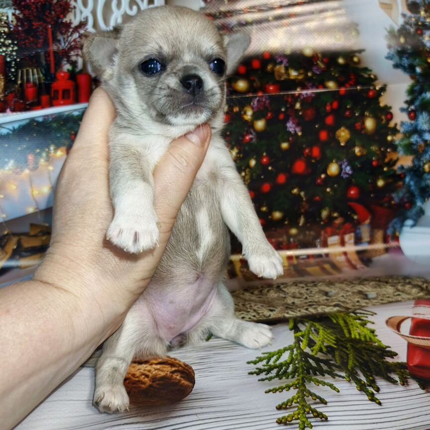 Девочка Чихуахуа