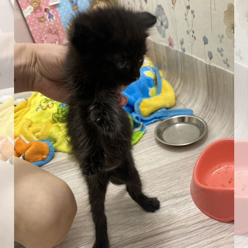 Котёнок в добрые руки