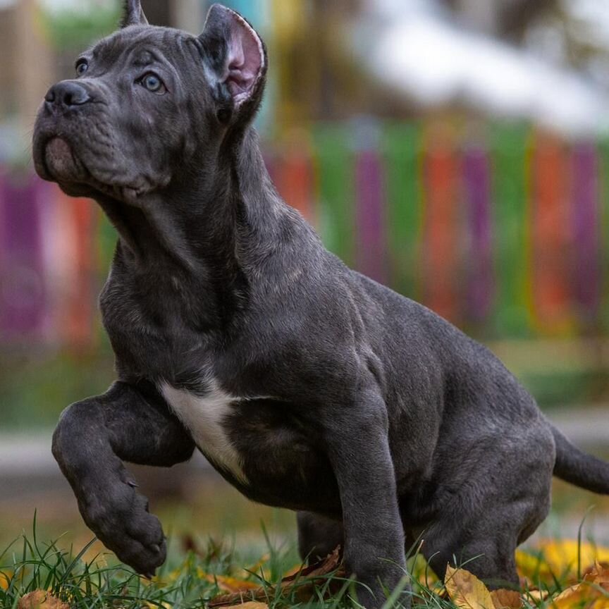 Кане-корсо, щенок