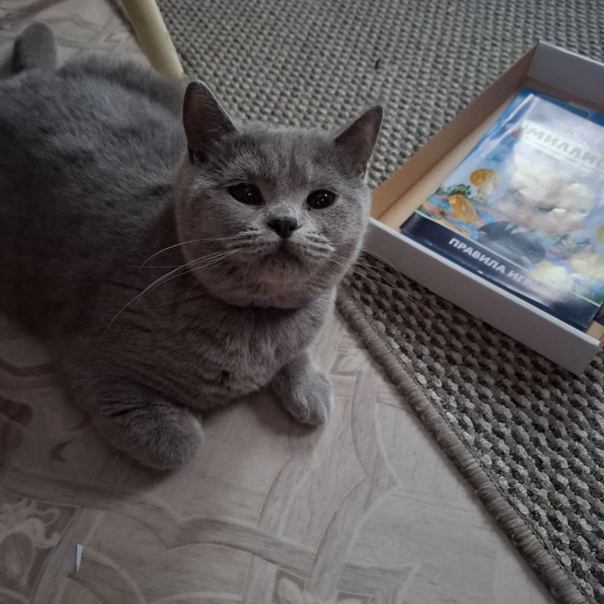 Ищем котика на случку нашей кошечки