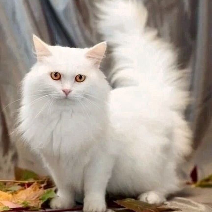 Котик в добрые руки