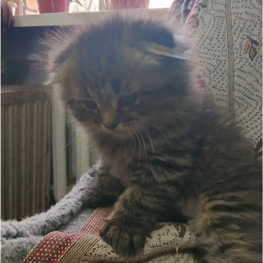 Шотландский вислоухий длинношёрстный котёнок