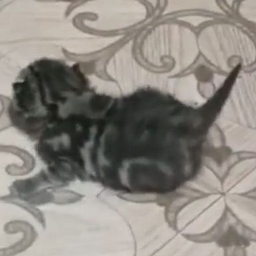 Британский короткошёрстный котёнок