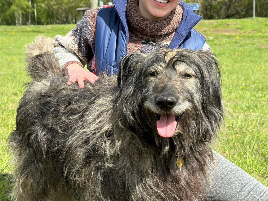 Пожилой лохматый друг Рекс из приюта