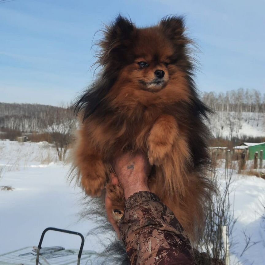 Померанский шпиц мини