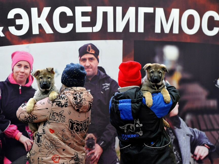 Лучшие немецкие овчарки у нас