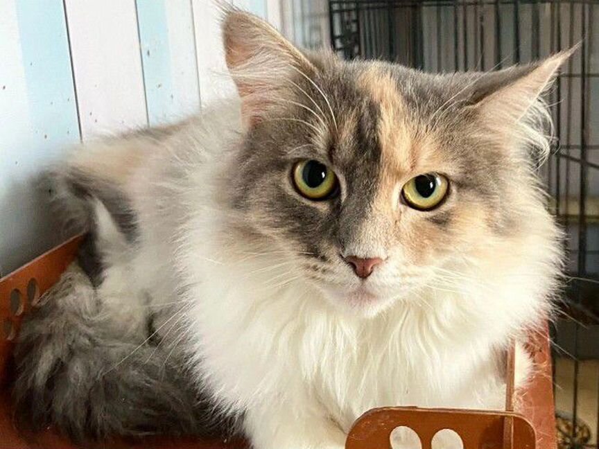 Кошка молоденькая ищет семью