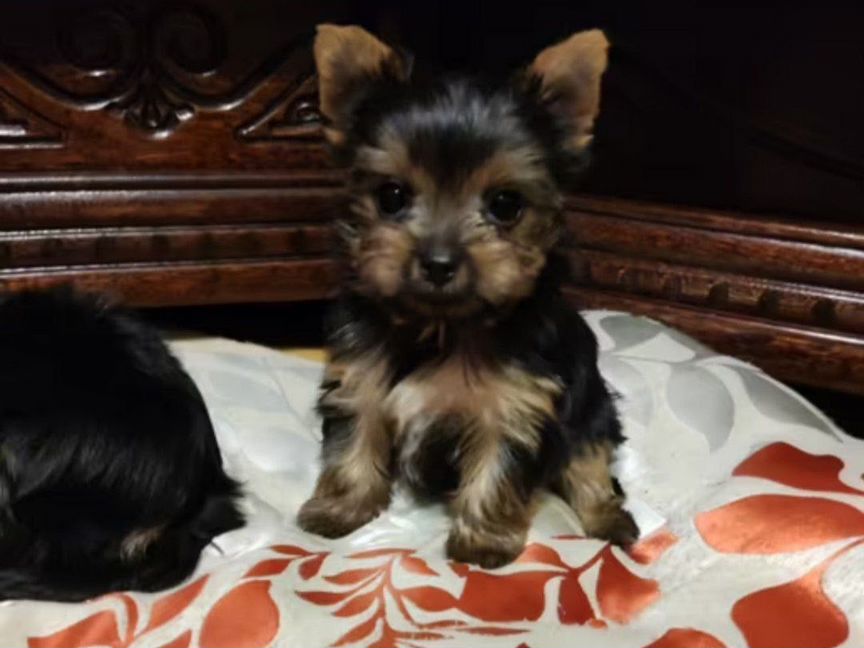 Йоркширский терьер мини