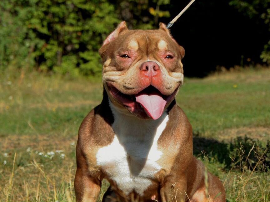 Американский булли