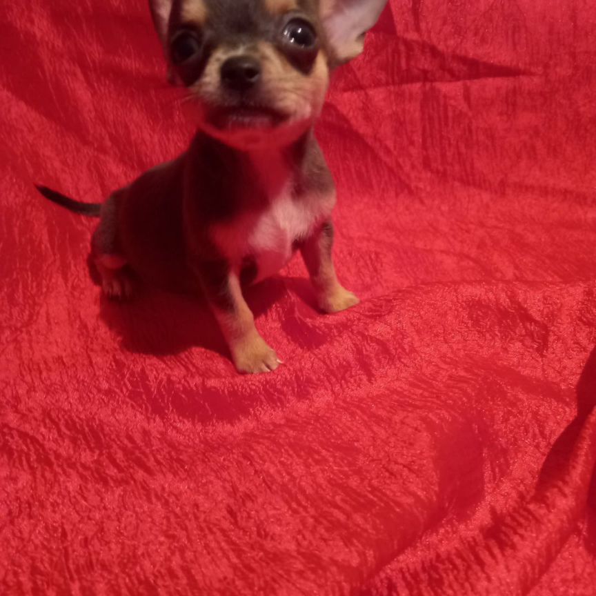 Щенки чихуахуа голубой мальчик