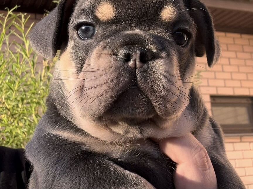 Французкий бульдог