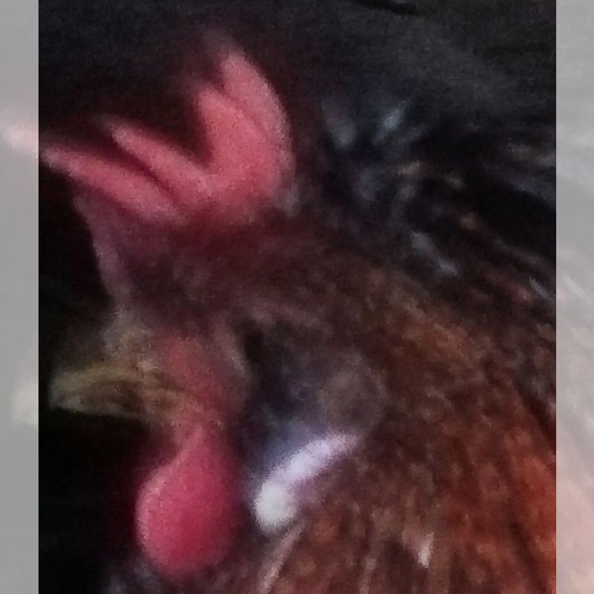 Петух павловское золото