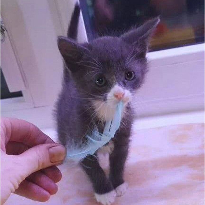 Отдается милейший котенок и кошка в добрые руки