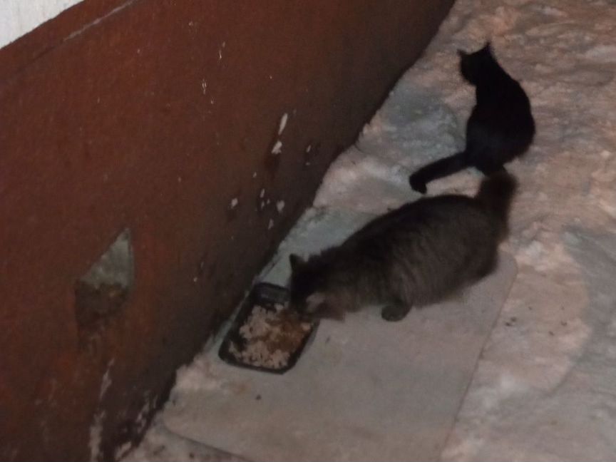 Котята с улицы в добрые руки