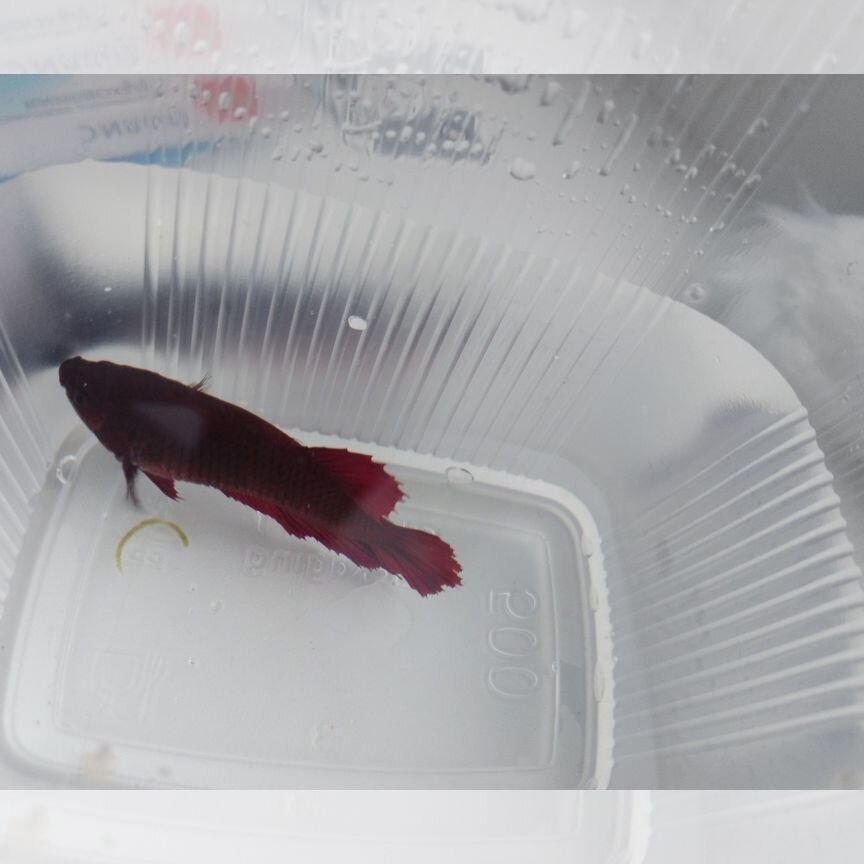 Рыбка петушок