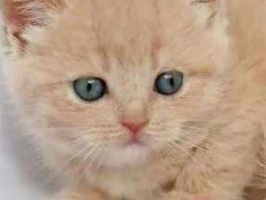 Персиковый котенок