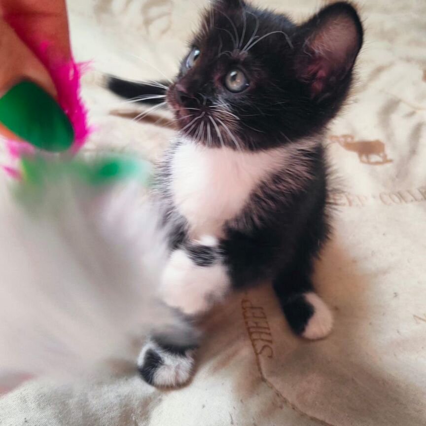 Котята в добрые руки 1,5мес
