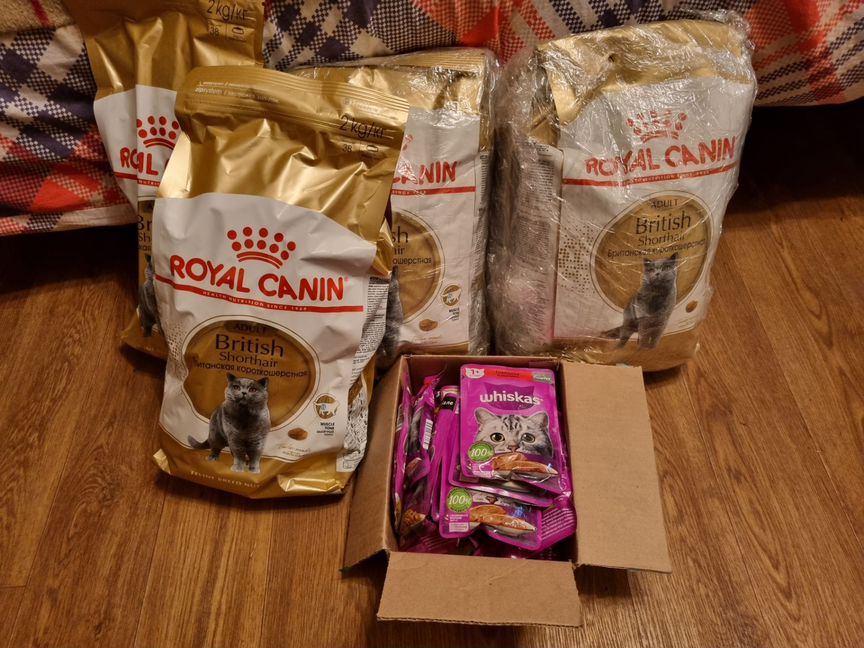 Корм для кошек Royal Canin british shorthair