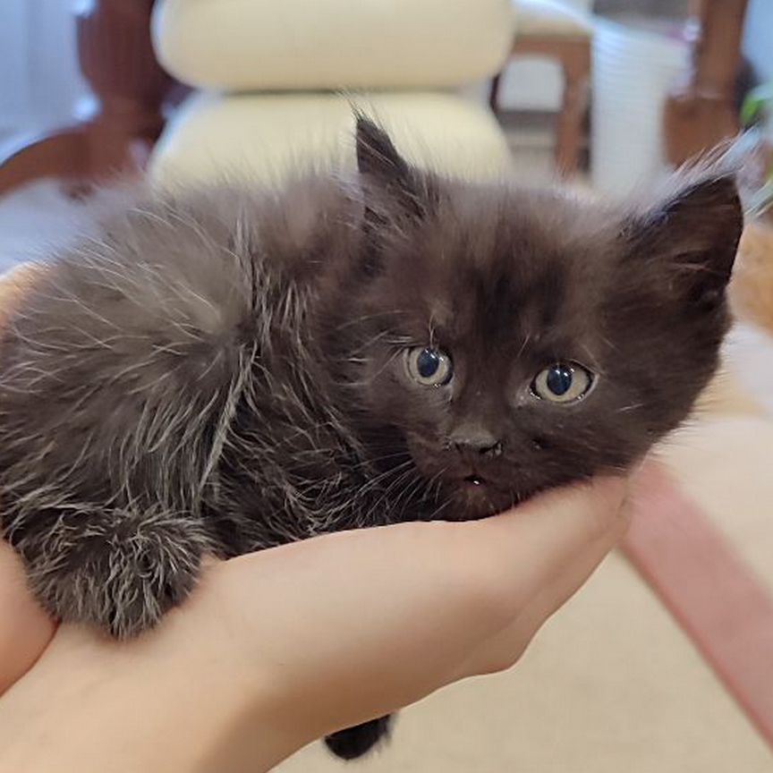 Котята