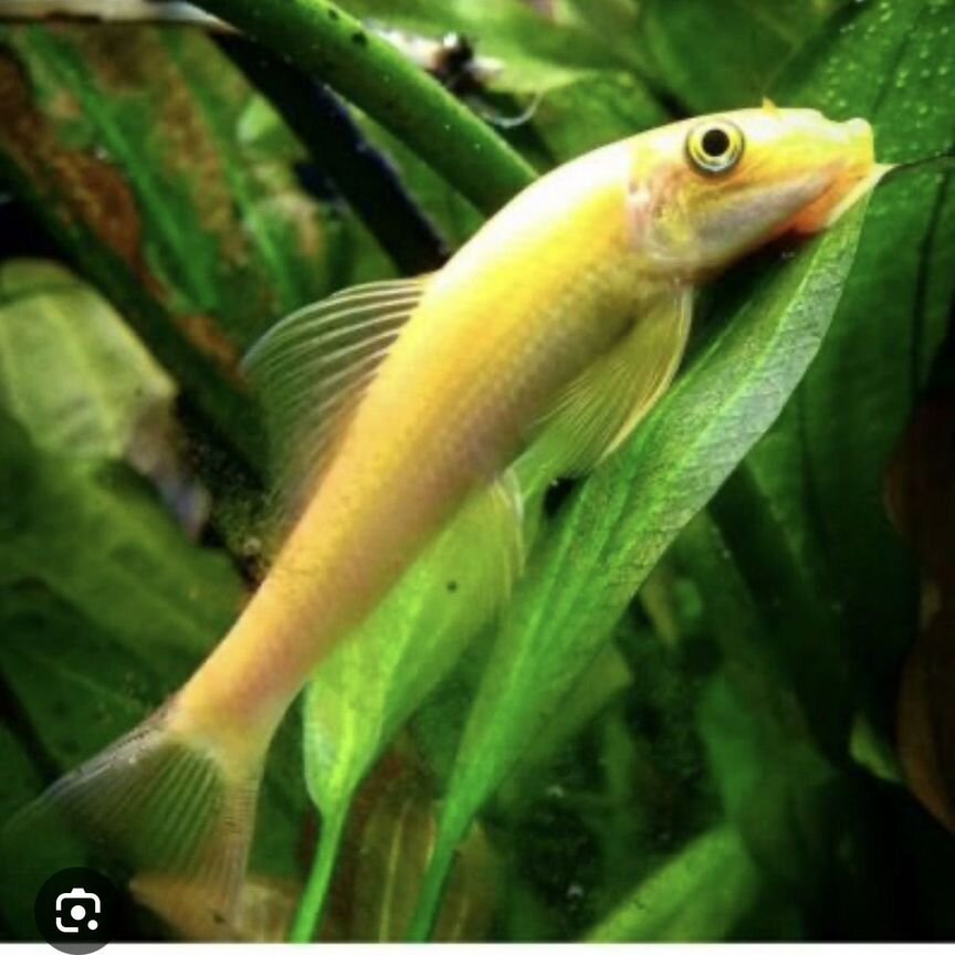 Рыба водорослеед