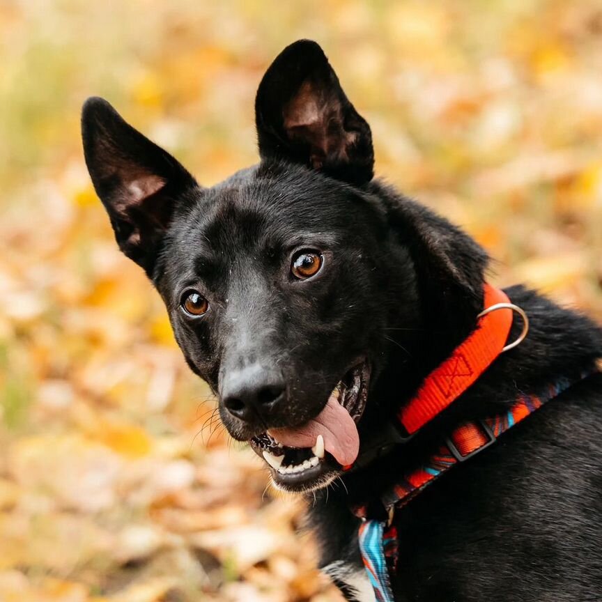 Собака в дар