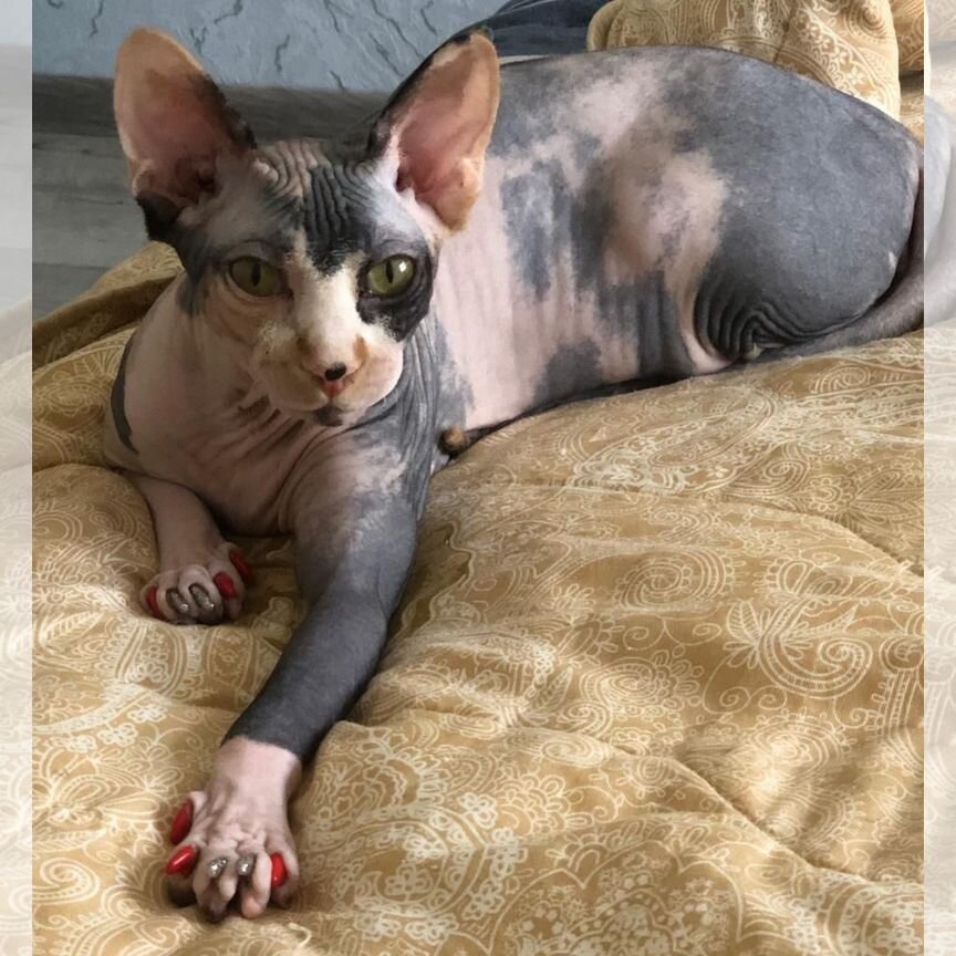 Канадский сфинкс, взрослая кошка