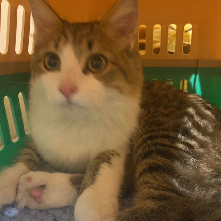 Котёнок Мусик