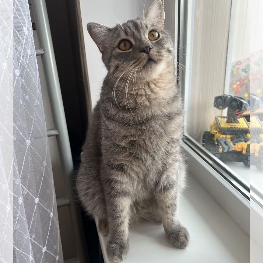 Кот в добрые руки