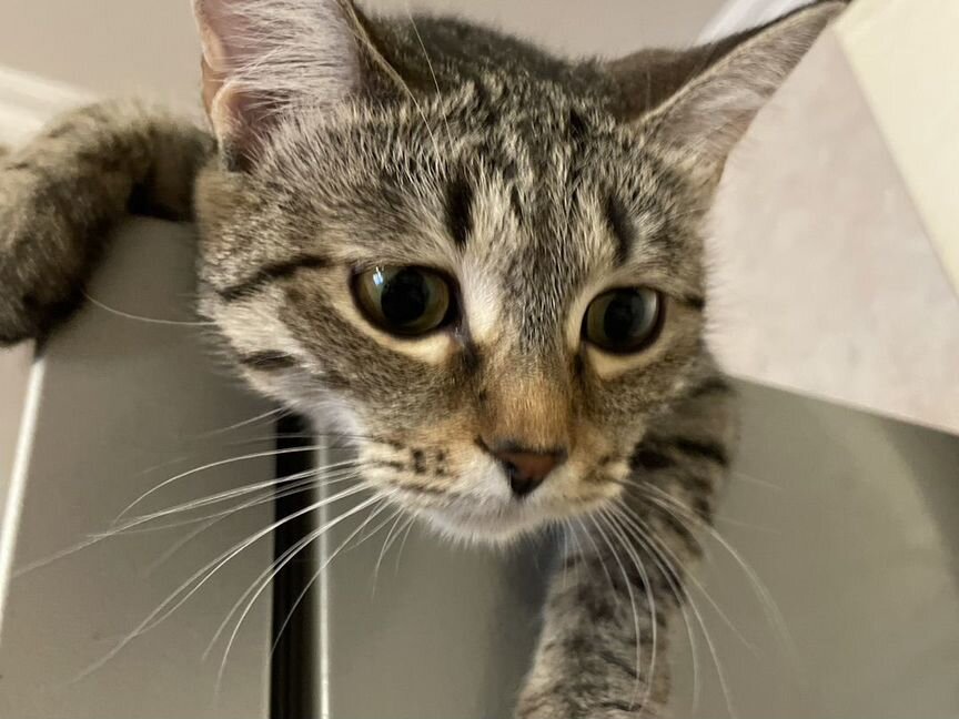 Европейская красавица