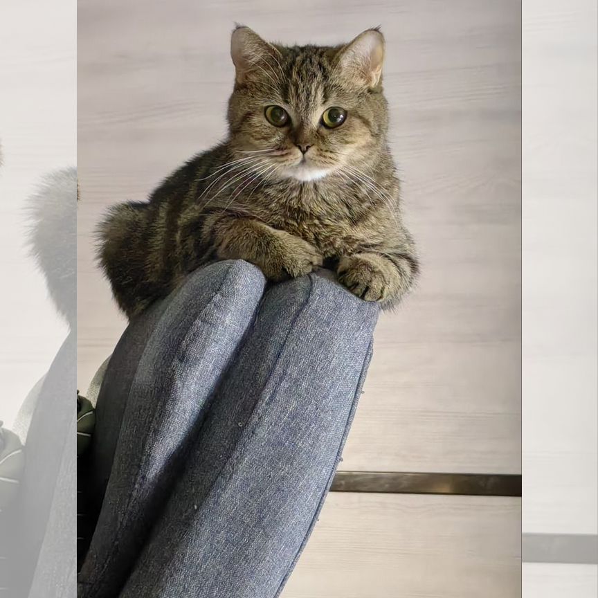 Шотландская прямоухая короткошёрстная, взрослая кошка