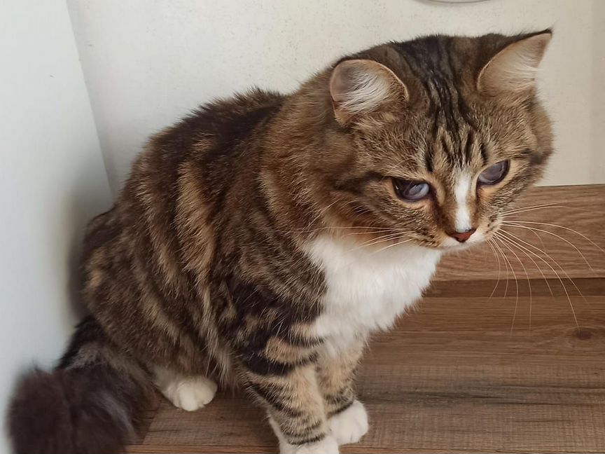 Кошечка в добрые руки