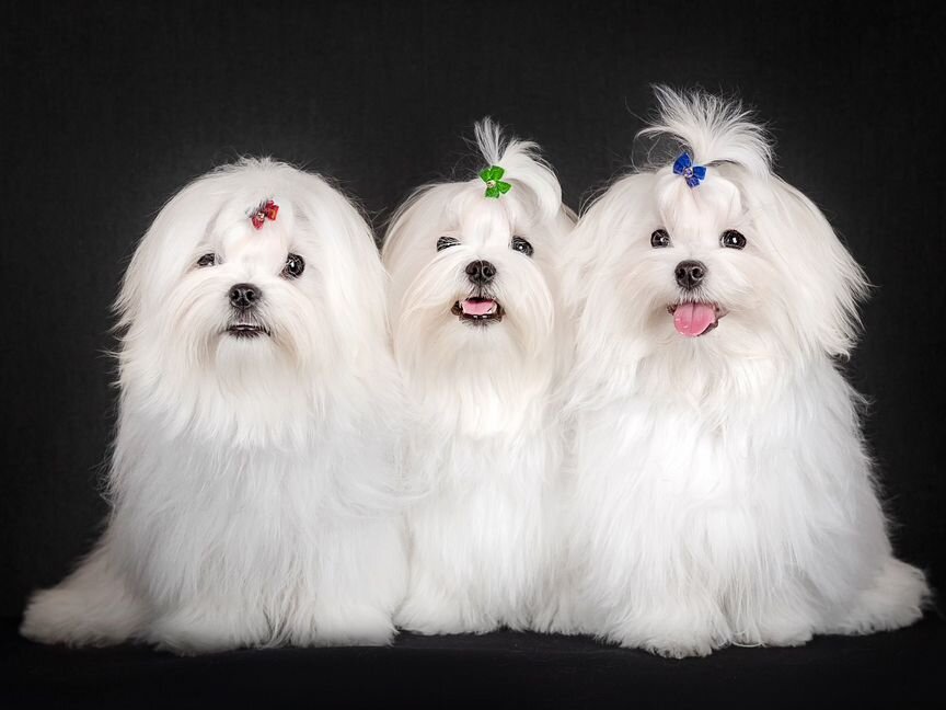 Мальтезе Корея РКФ мальчик