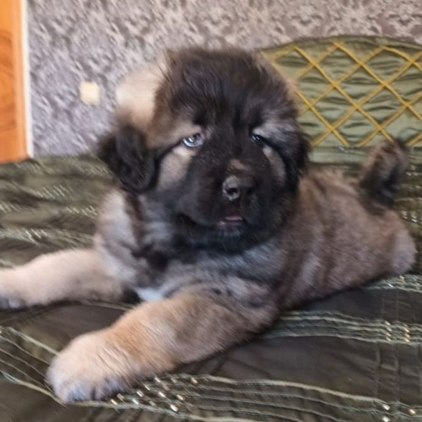 Кавказская овчарка, щенок