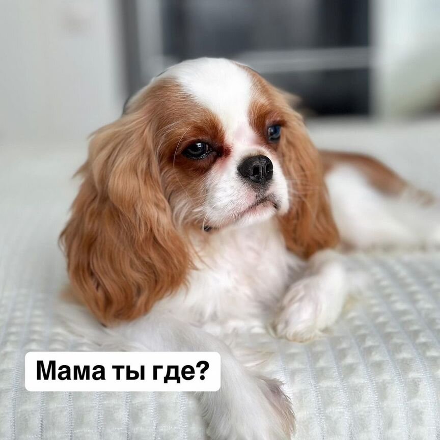 Кавалер кинг чарльз спаниель мальчик