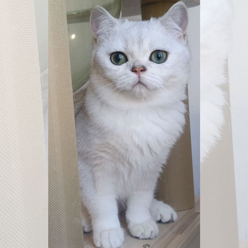 Британский короткошёрстный котёнок