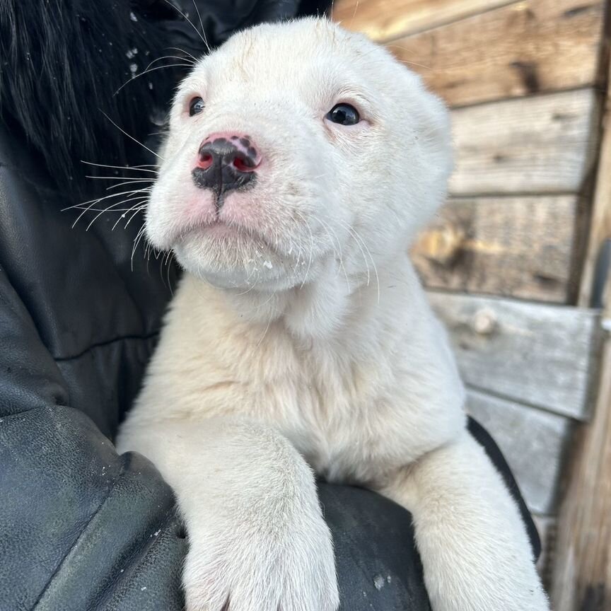 Среднеазиатская овчарка, щенок