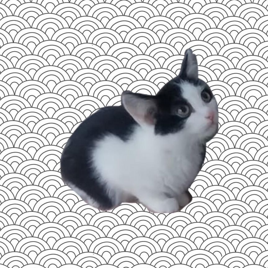 Котятки в любящие руки