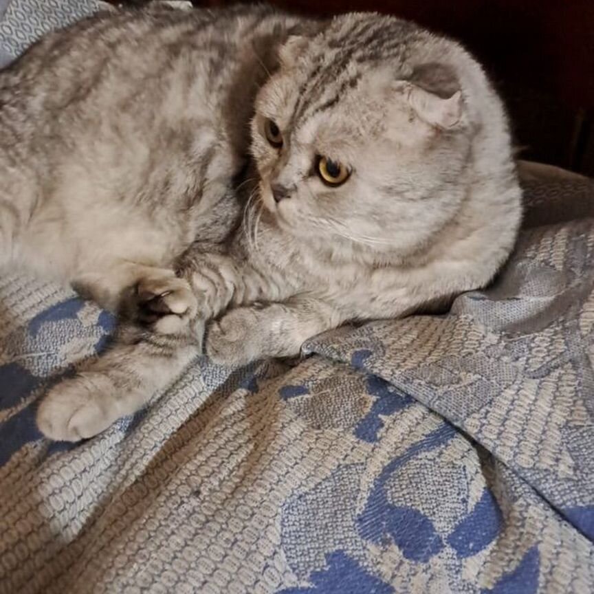 Кот