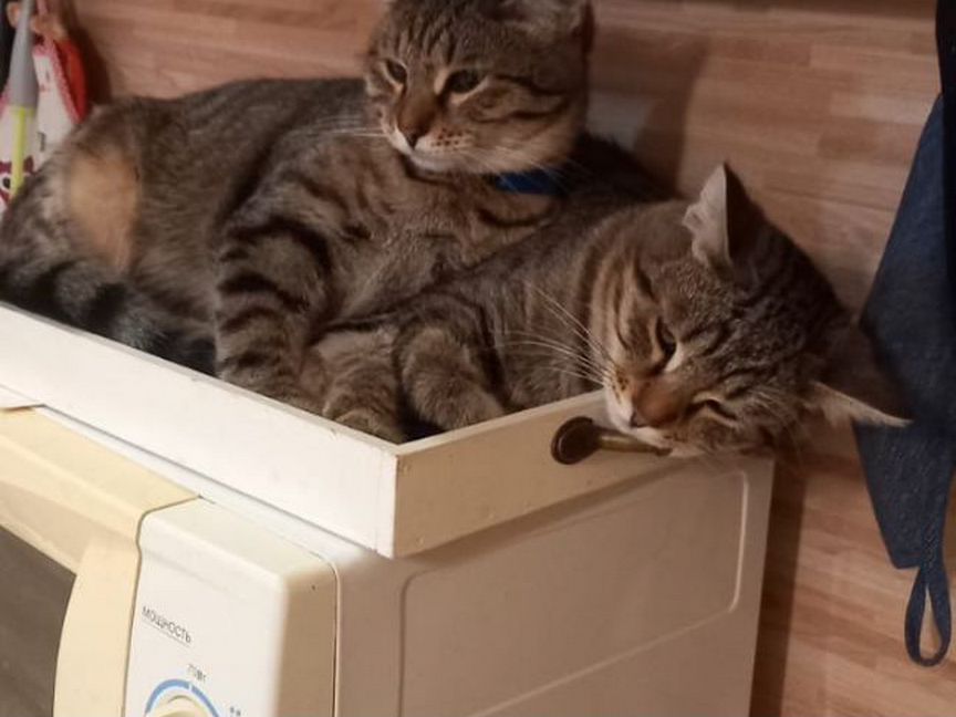 Котики подростки Сема и Марик в добрые руки