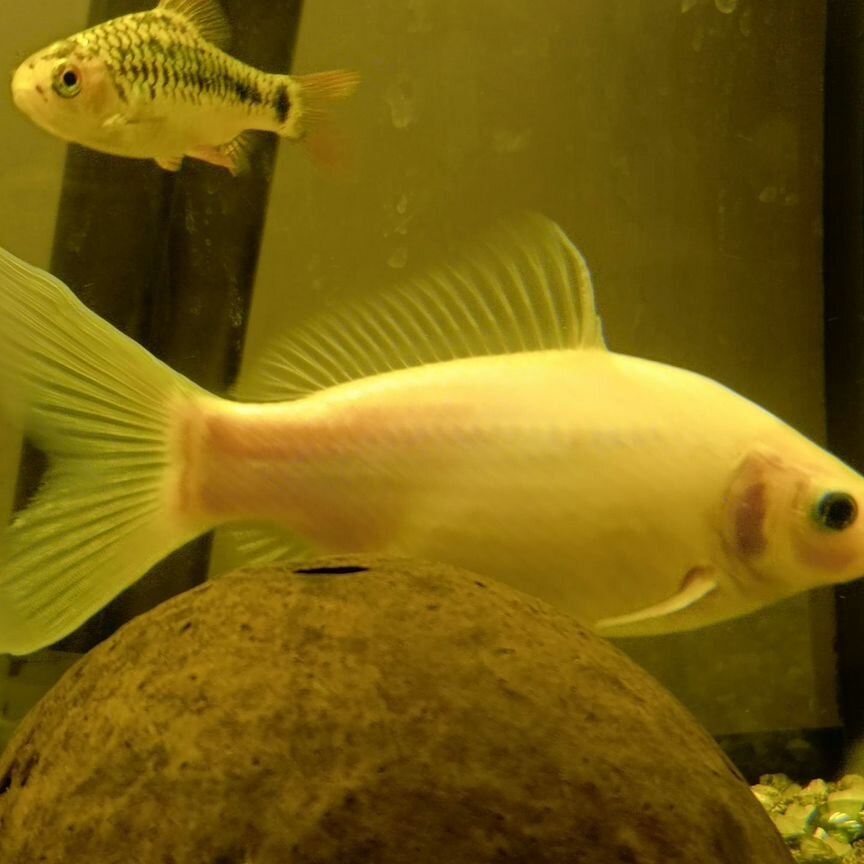 Рыба комета