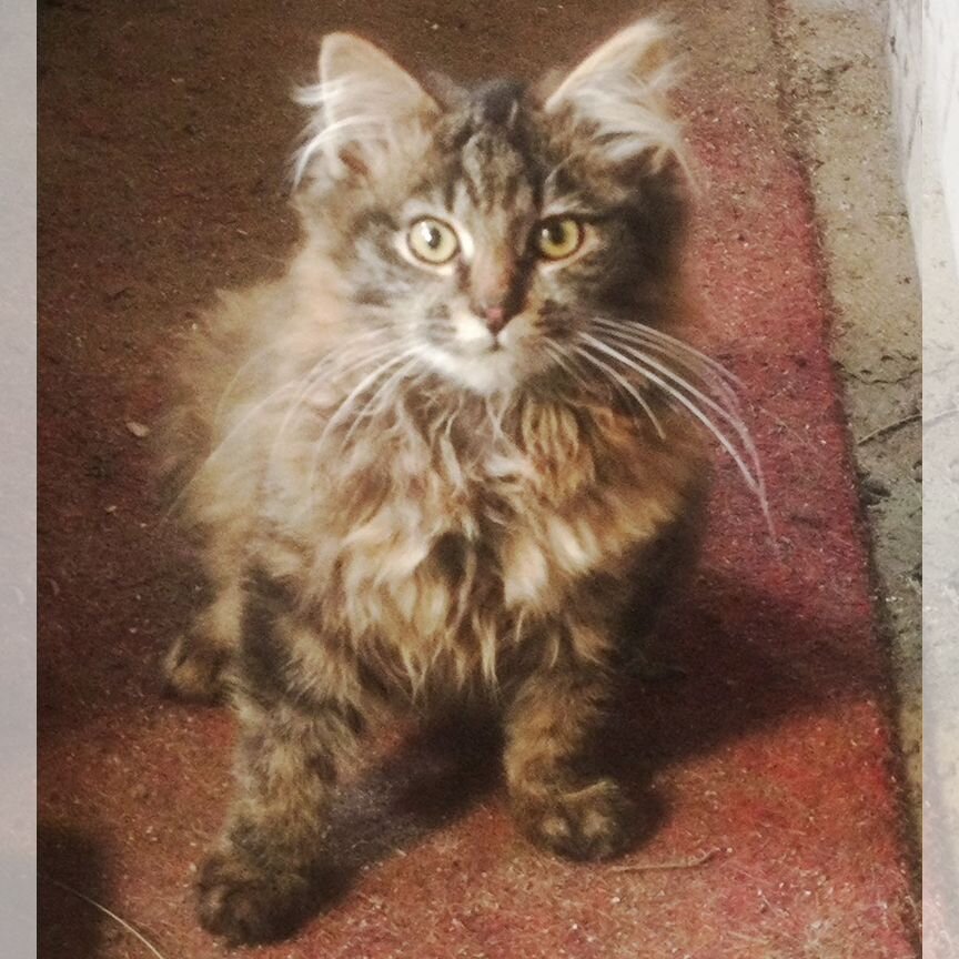 Котёнок в добрые руки