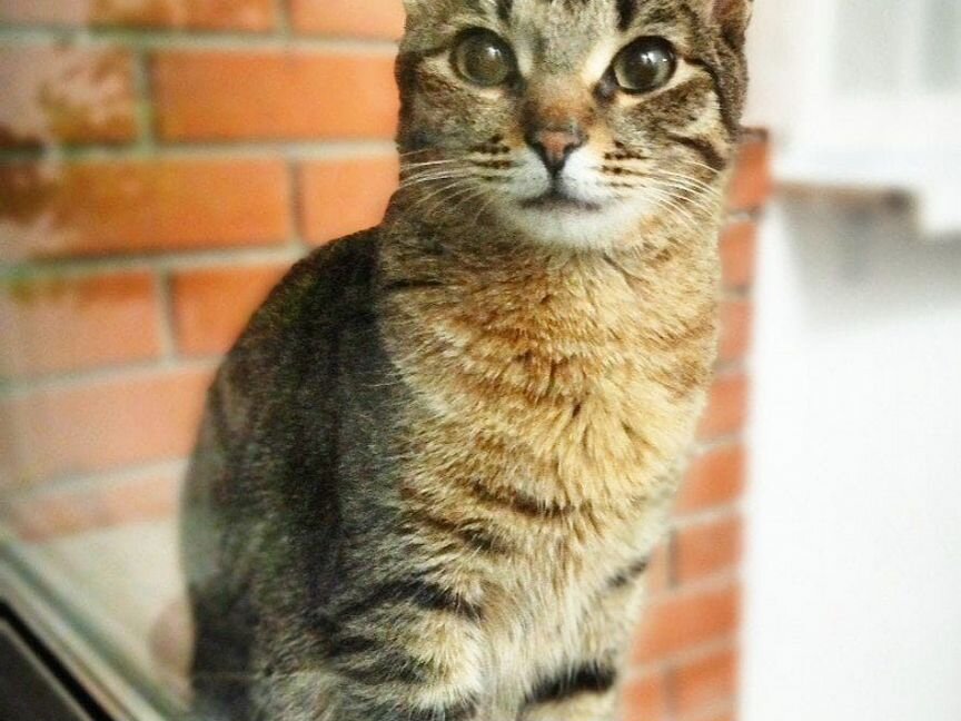 Котик в добрые руки